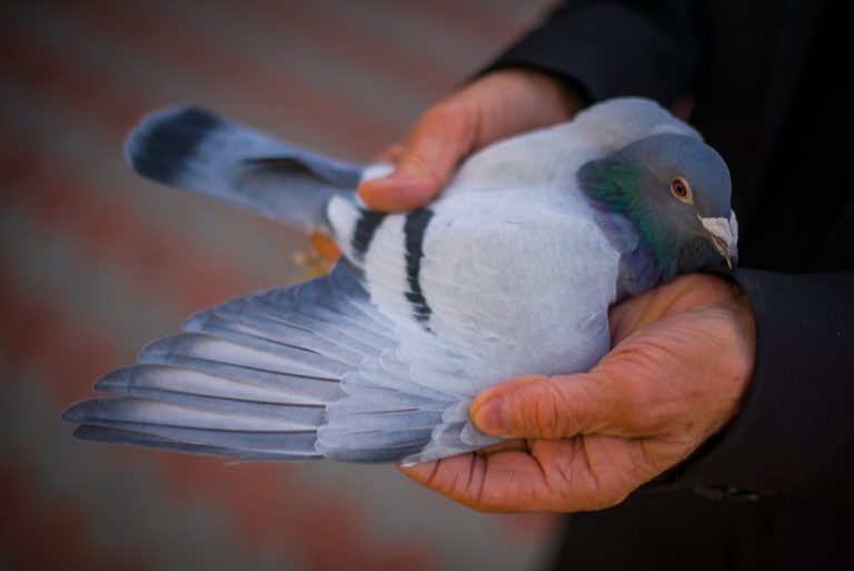 Record-Breaking Pigeon Speeds Off to China After $1.4m Sale