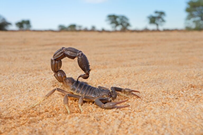Man Sues The Venetian Over PTSD From Scorpion Sting